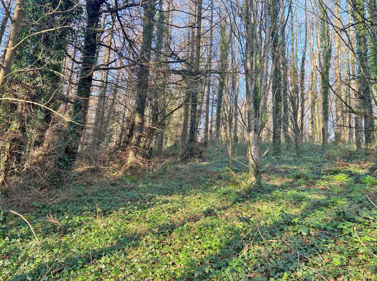 Summer solstice at Finnebrogue Woods, Downpatrick | crannforesttherapy.com
